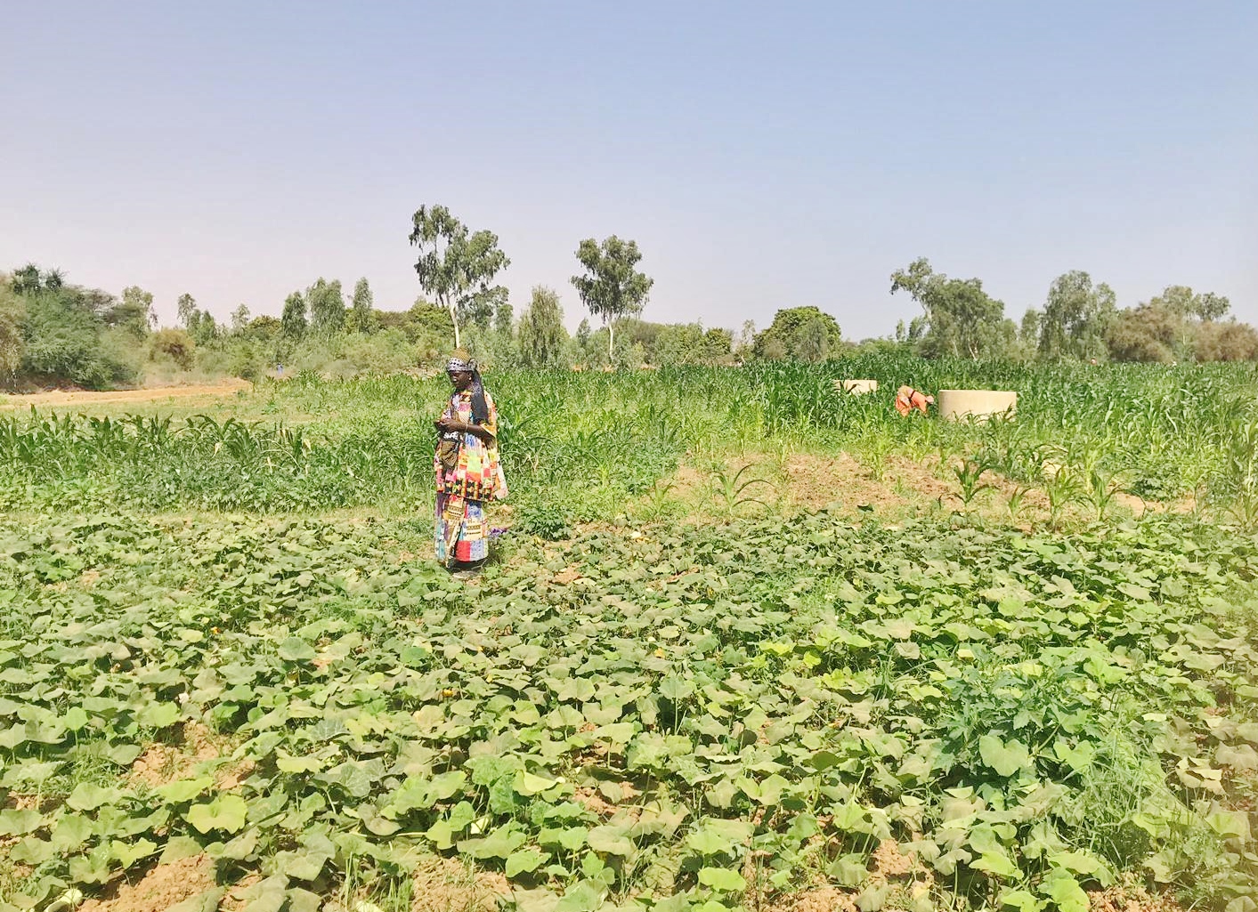 Resiliencia ante la crisis alimentaria en Fanaye - Huauquipura - Entre ...